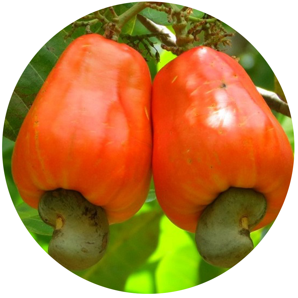 Nos produits - BMT AFRICA